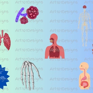 Art101designs Graphical Anatomy Clipart - Human Organs Clipart ...