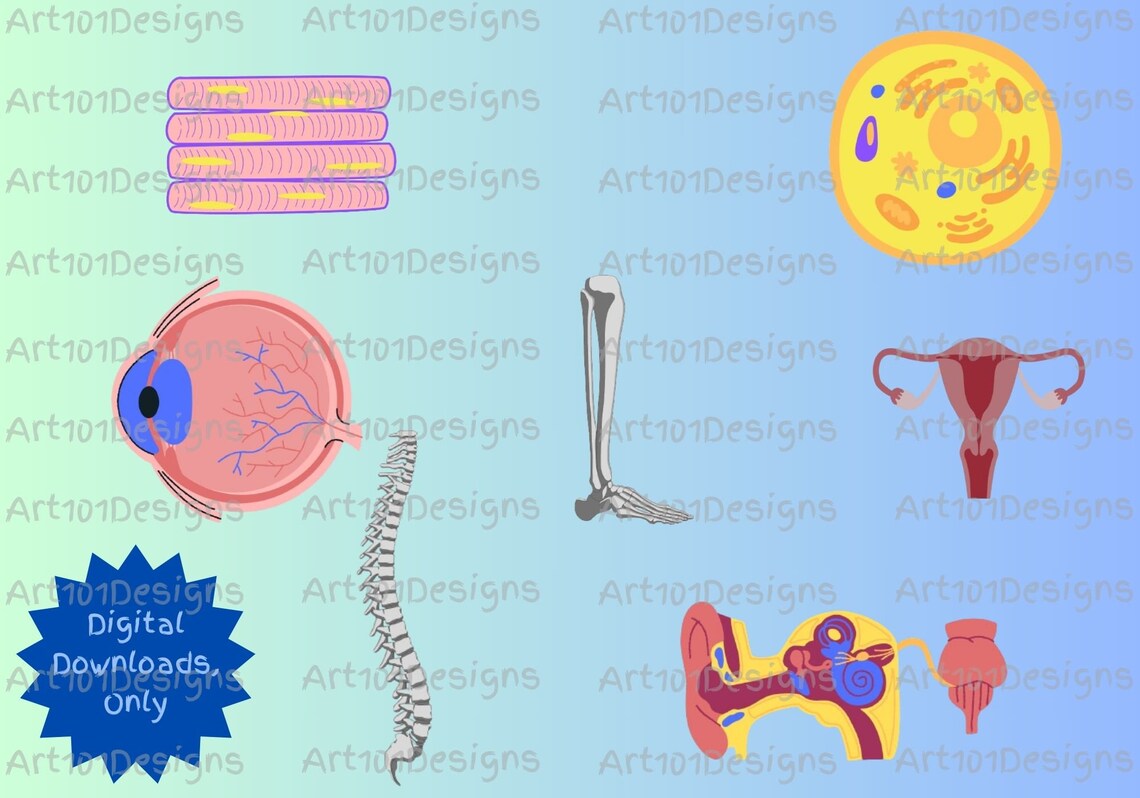 Art101designs Graphical Anatomy Clipart - Human Organs Clipart ...