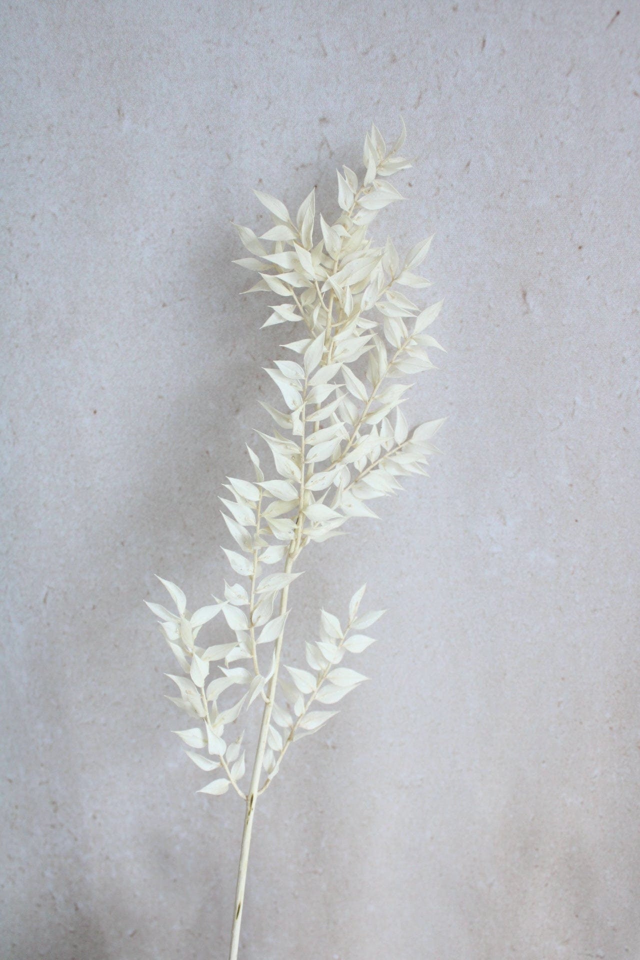 Bleached Preserved Ruscus, Dried Flowers, Bridal Bouquet, Home Deco ...