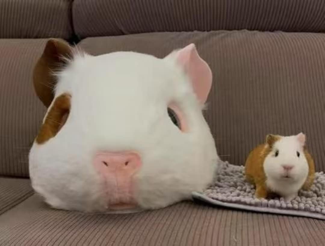 Custom Pet Plush Realistic&kemono Fursuit Handmade Cosplay (cavia ...