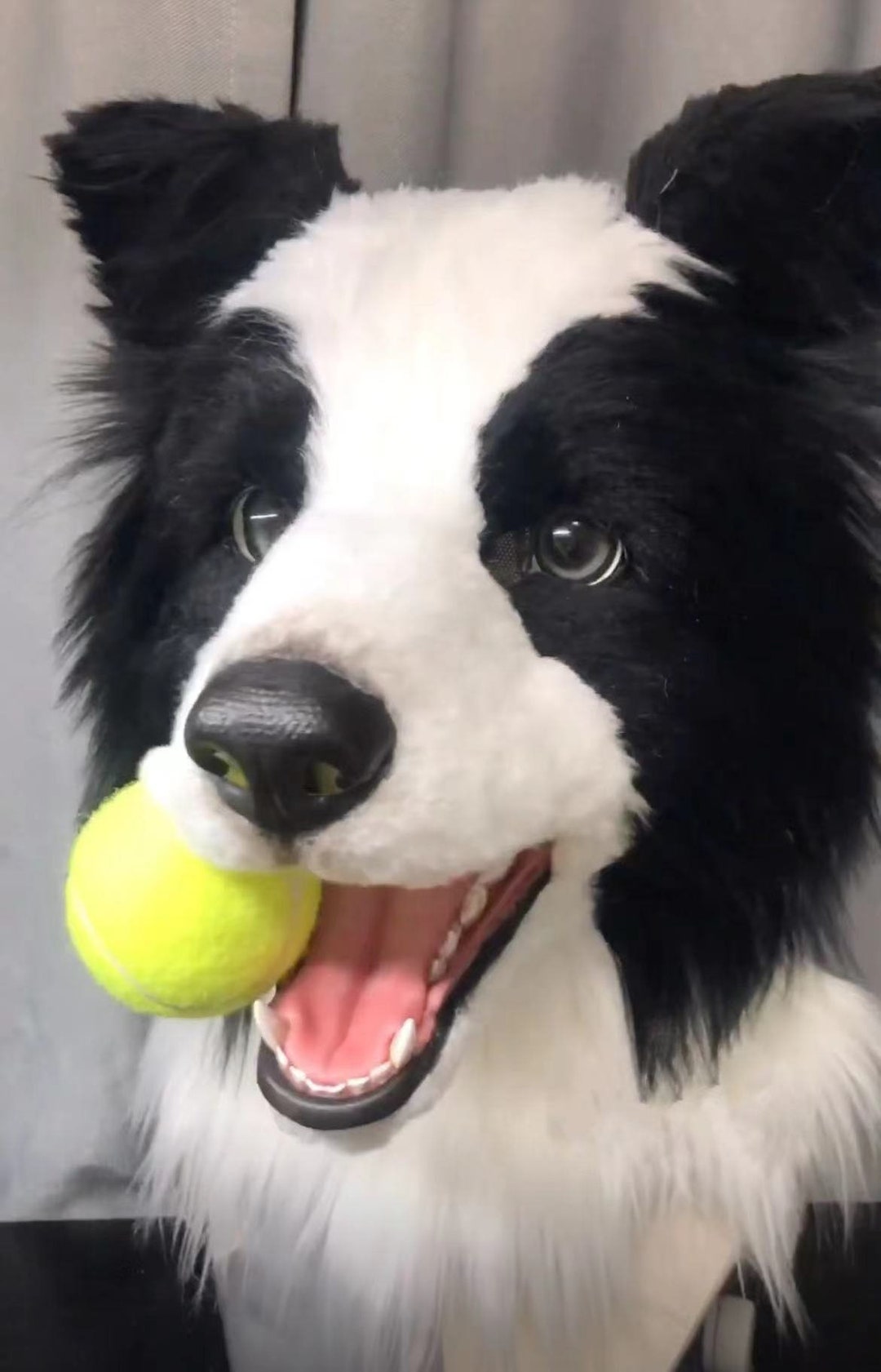 Spot Fursuit Border Collie Puppy Fursona Fursuit Realistic Cospaly ...