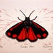 Original 'cinnabar Moth' Limited Edition Lino Print - Etsy