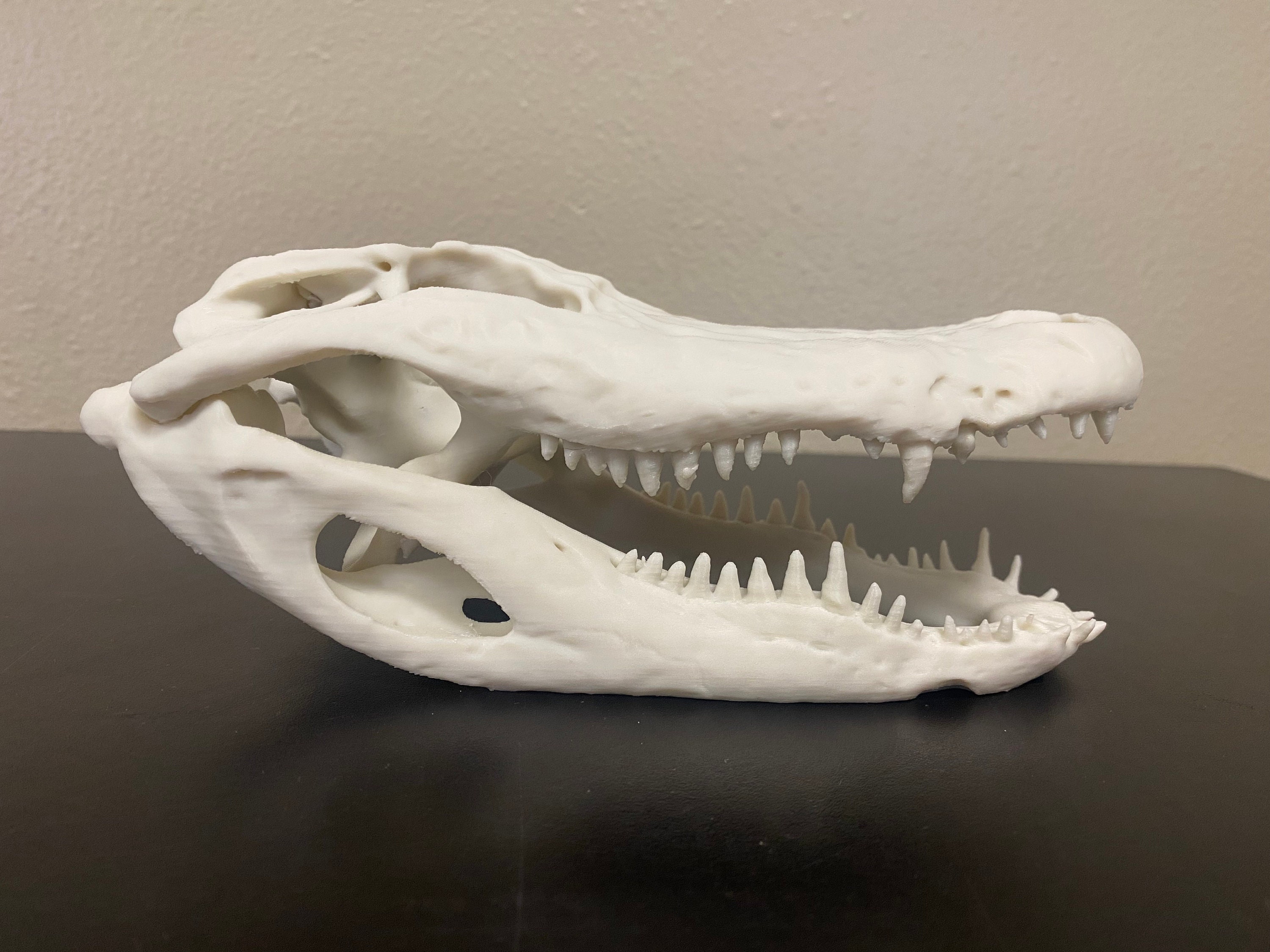 3D Alligator Skull - Etsy