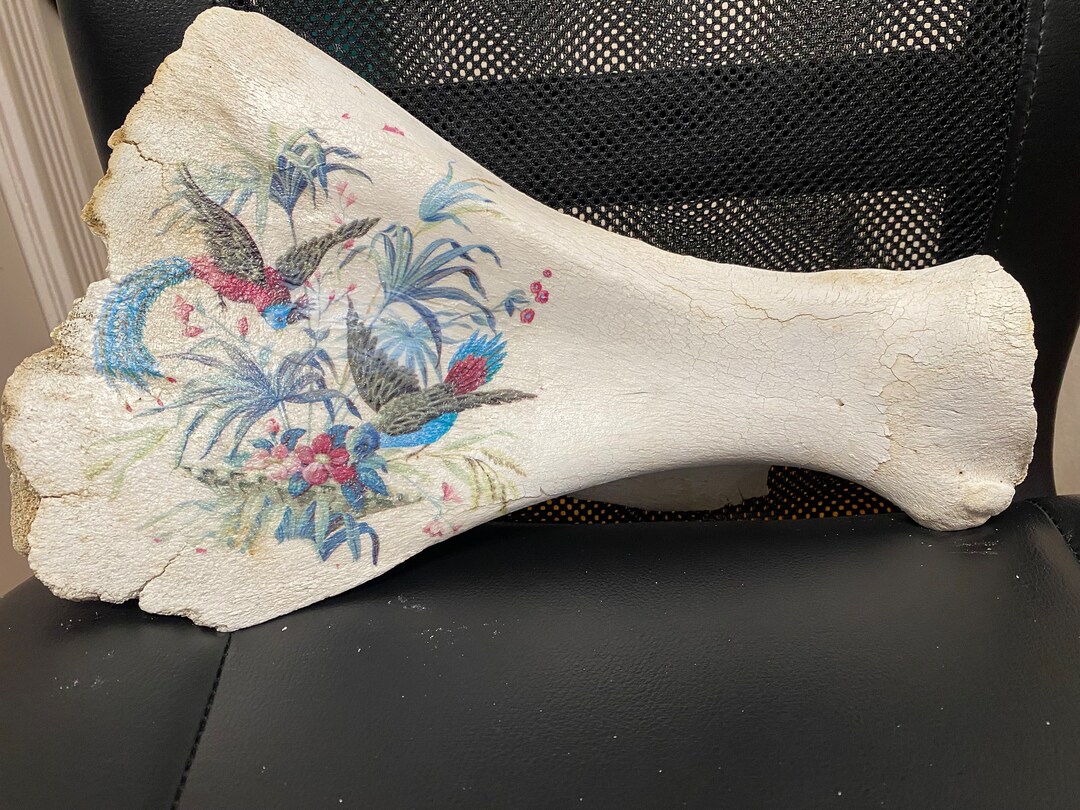 Cow Scapula Bird Print - Etsy