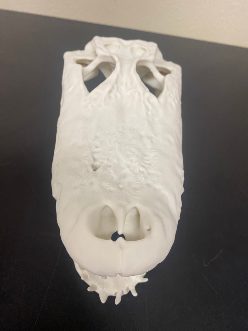 3D Alligator Skull - Etsy