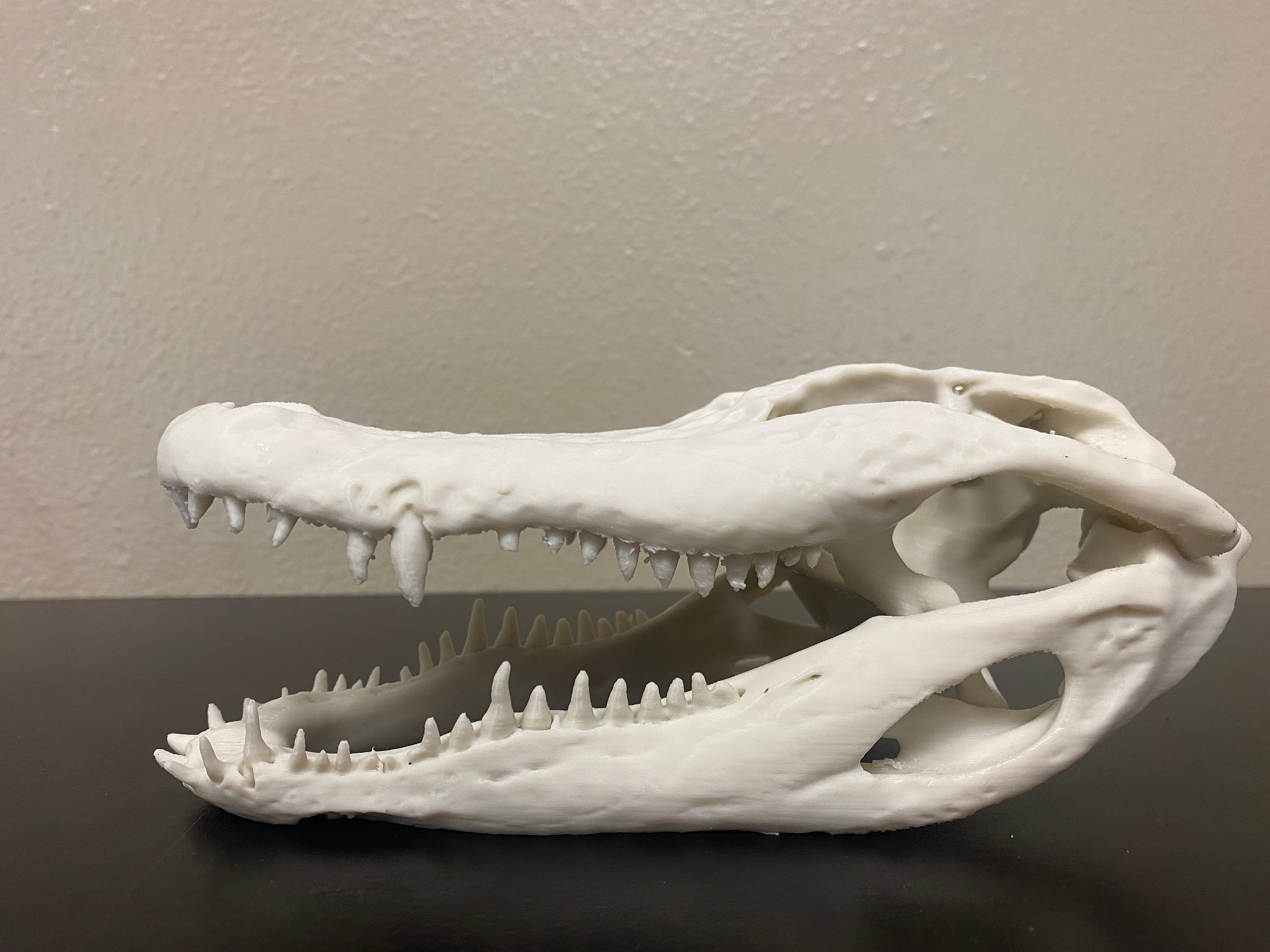 3D Alligator Skull - Etsy