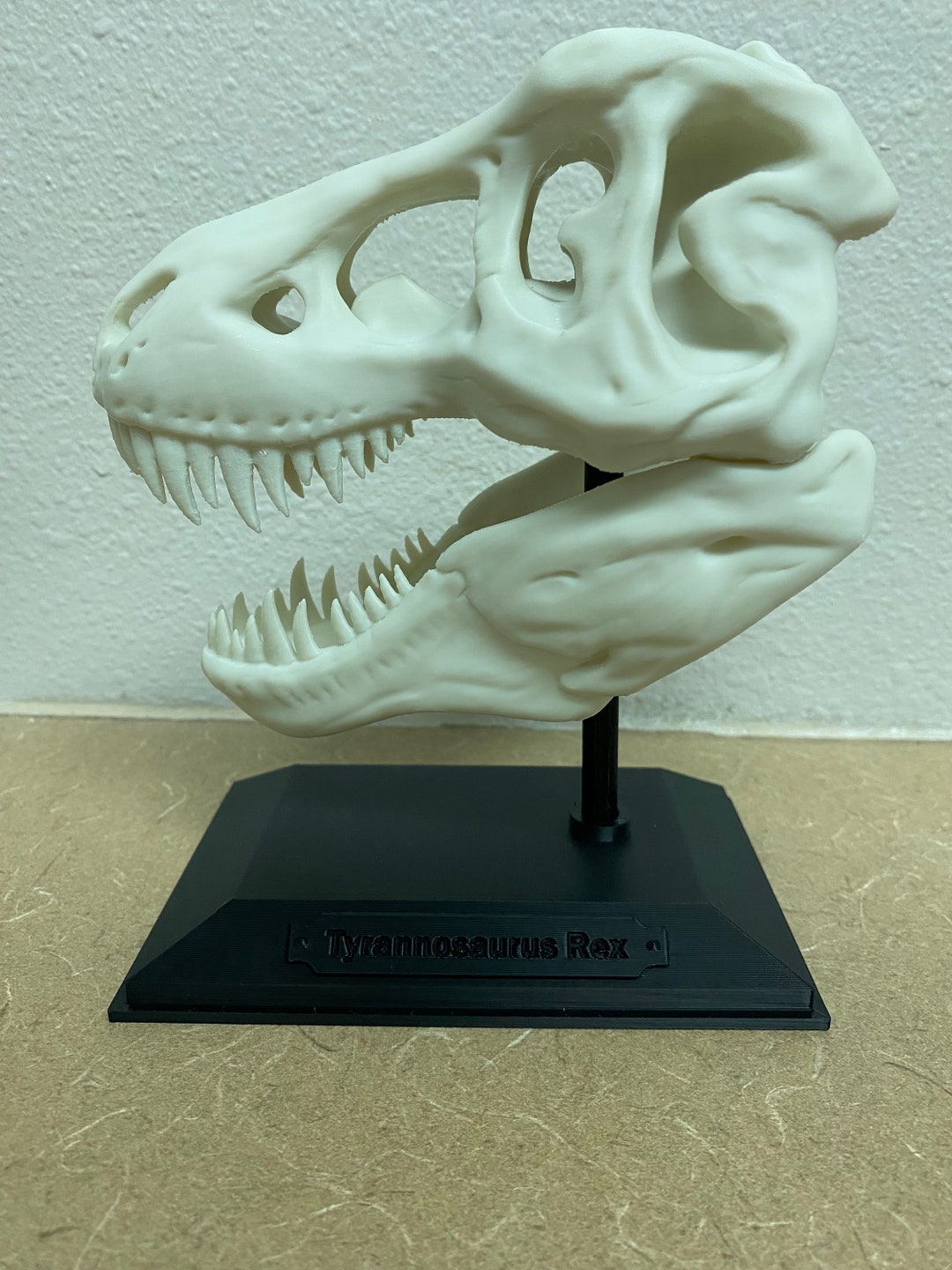 3D T Rex Skull Display - Etsy