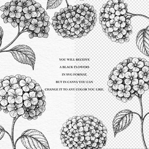 Hand Drawn Hydrangea Flower Clipart | Wedding Floral Line Art | Flower ...
