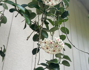 Hoya Mathilde ‘splash’ Cuttings - Etsy