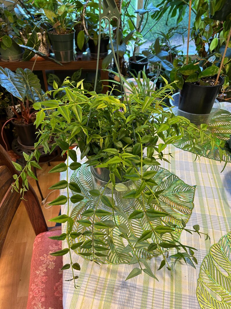 Hoya Bella - 2 Inch Starter Plants - Etsy