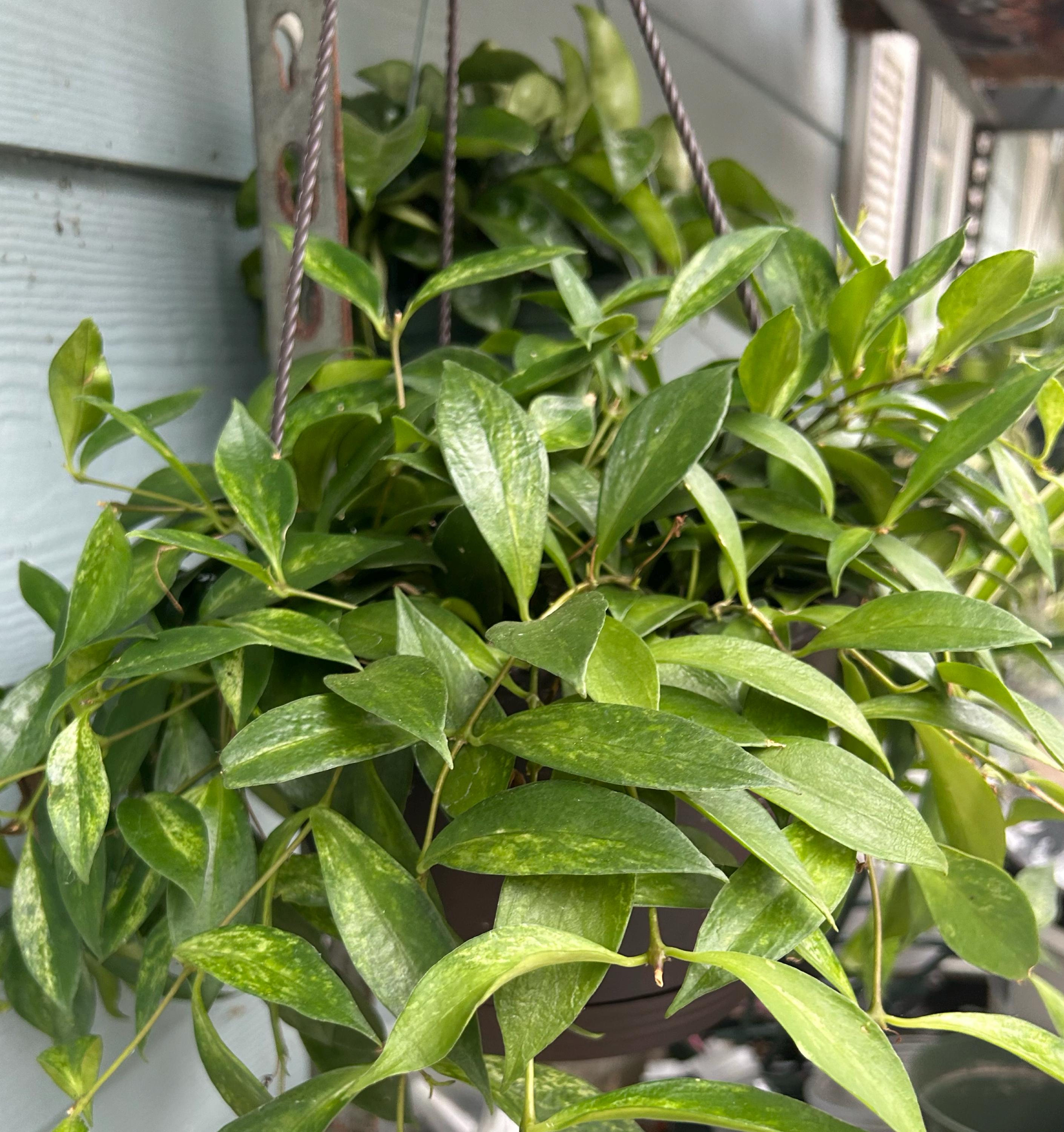 Variegated Mini Mona Lisa Lipstick Plant - 2 Inch Starter Plants - Etsy