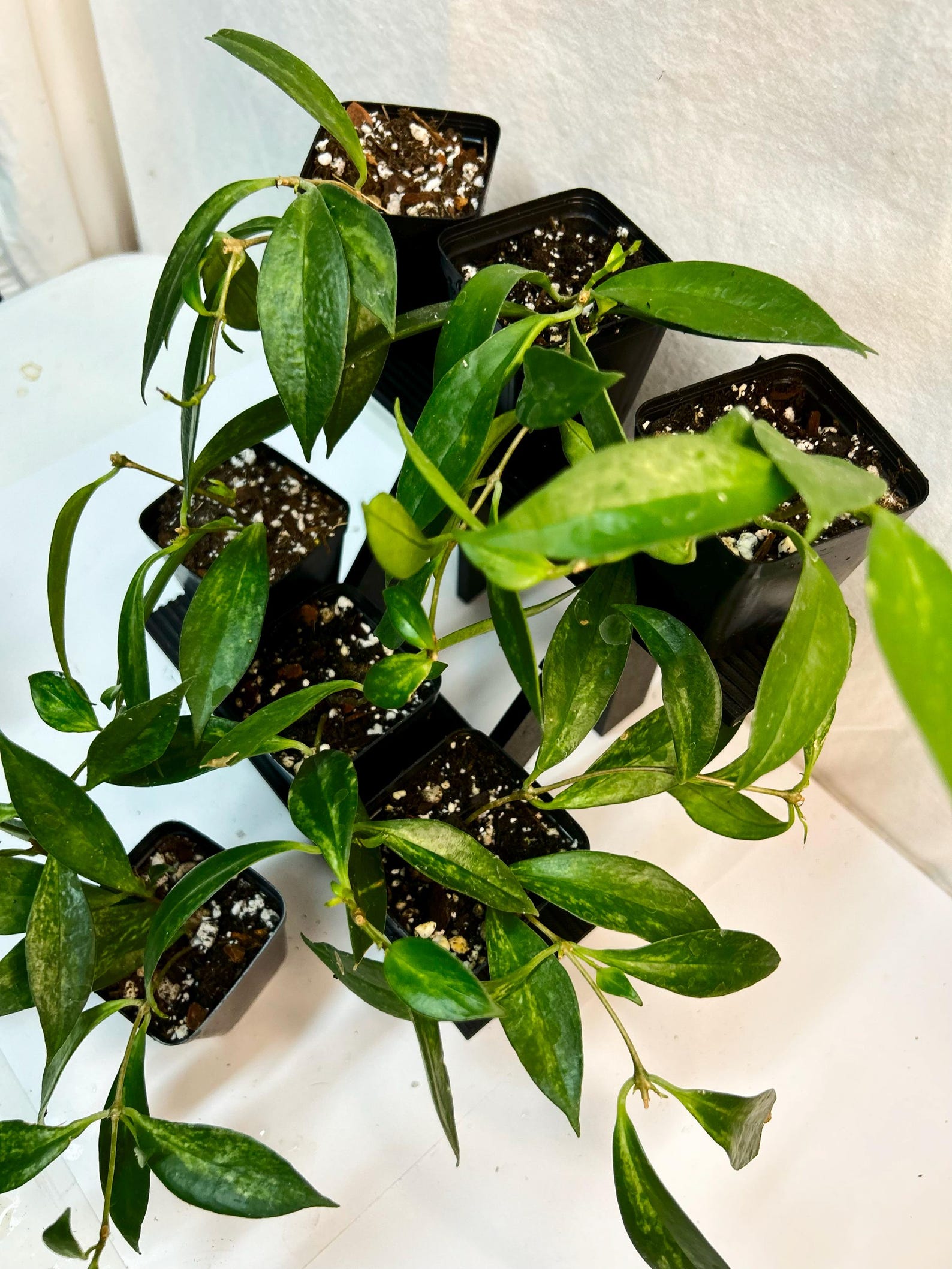 Variegated Mini Mona Lisa Lipstick Plant - 2 Inch Starter Plants - Etsy