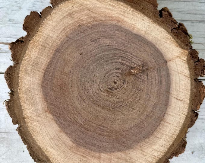 Black Walnut Round - Live Edge Black Walnut - Black Walnut - Thick Wood ...