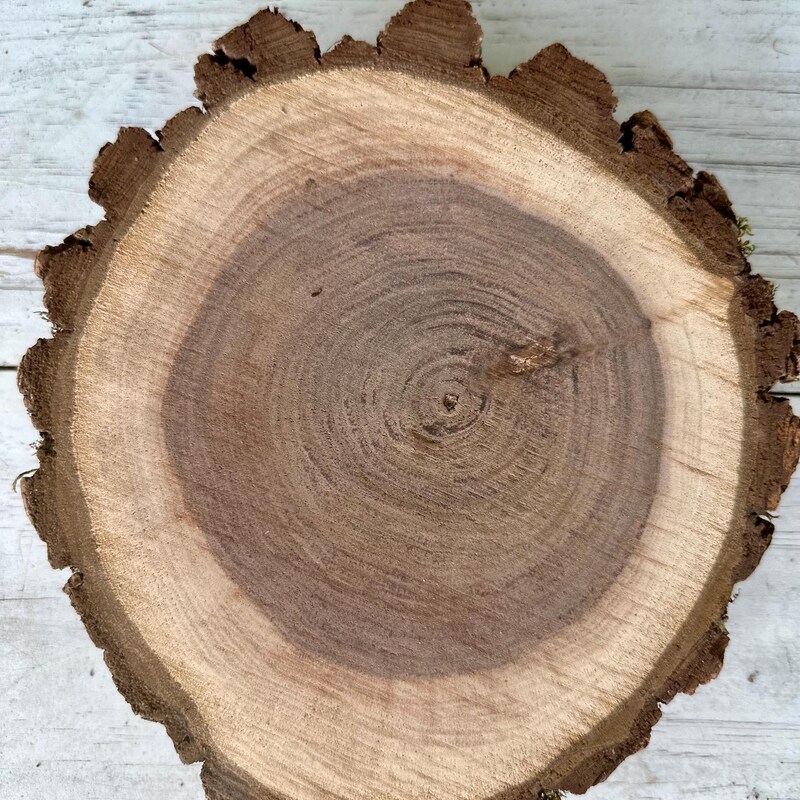 Black Walnut Slices - Etsy