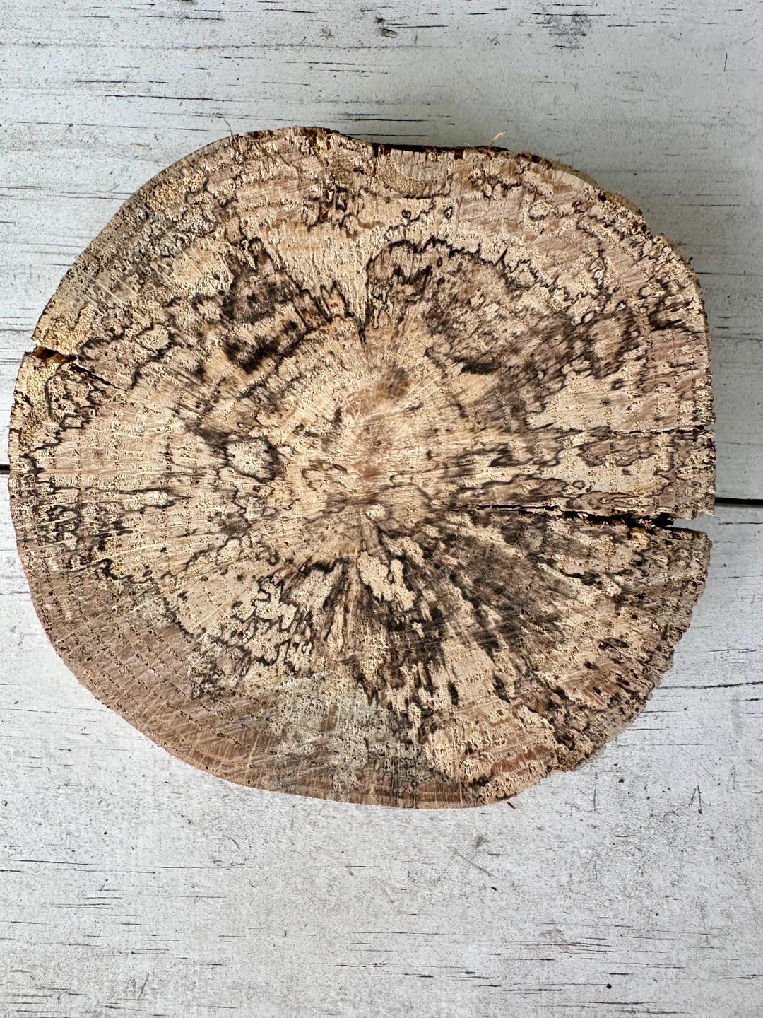 White Oak Rounds - Spalted White Oak Slabs - White Oak Cookies - Live ...