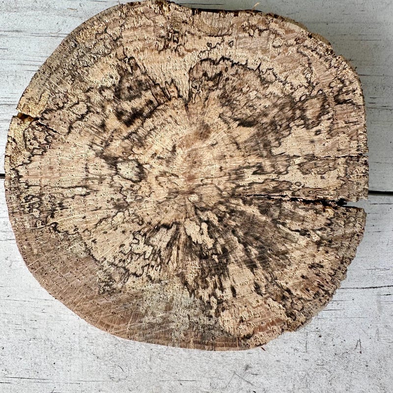 Oak Wood Slice - Etsy