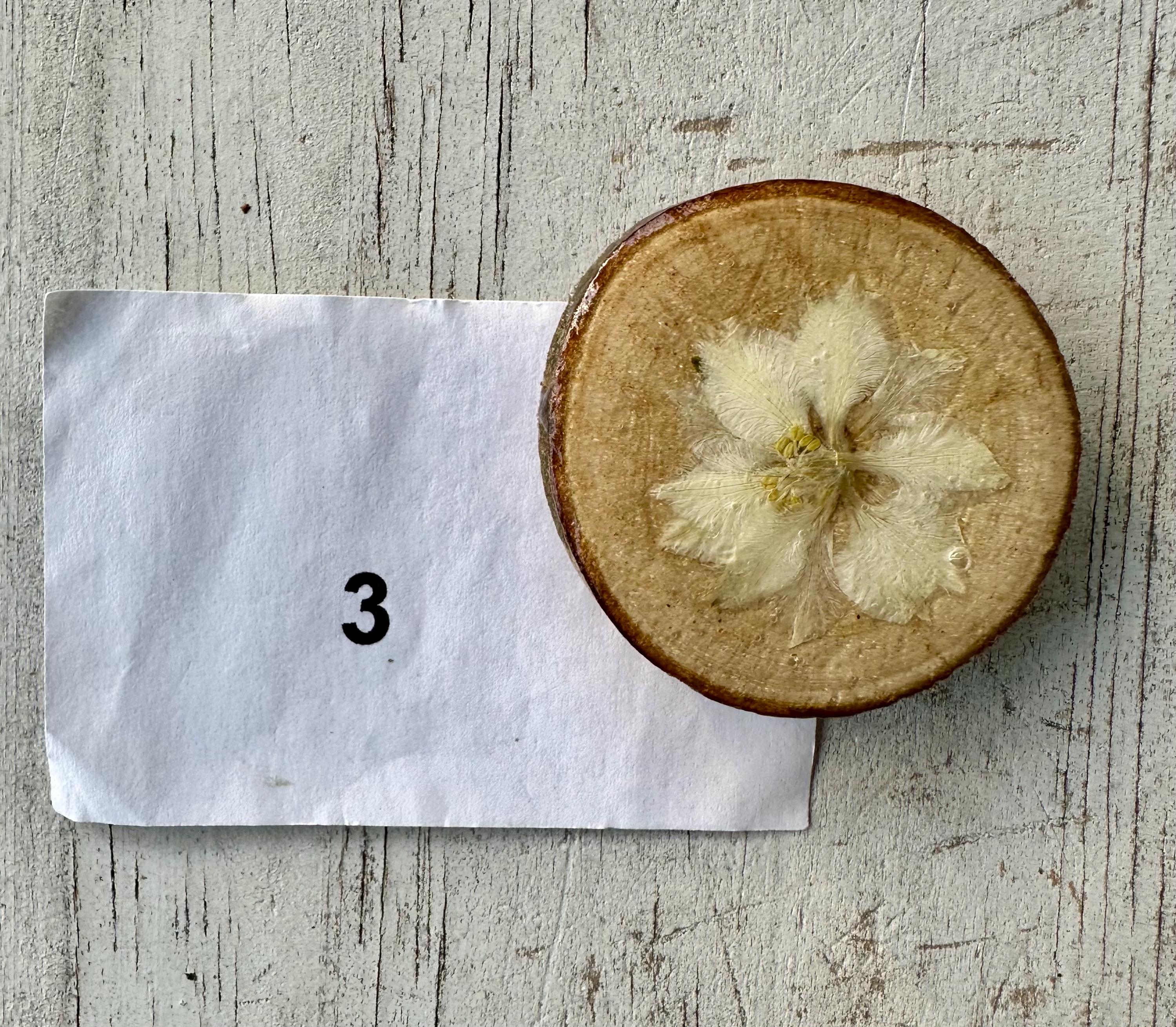 Pressed Flower Magnet: Cottagecore Kitchen Magnets - Etsy