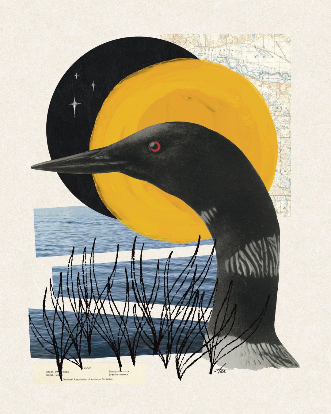 Common Loon Fine Art Print, Collage Art, Minnesota, No AI - Etsy