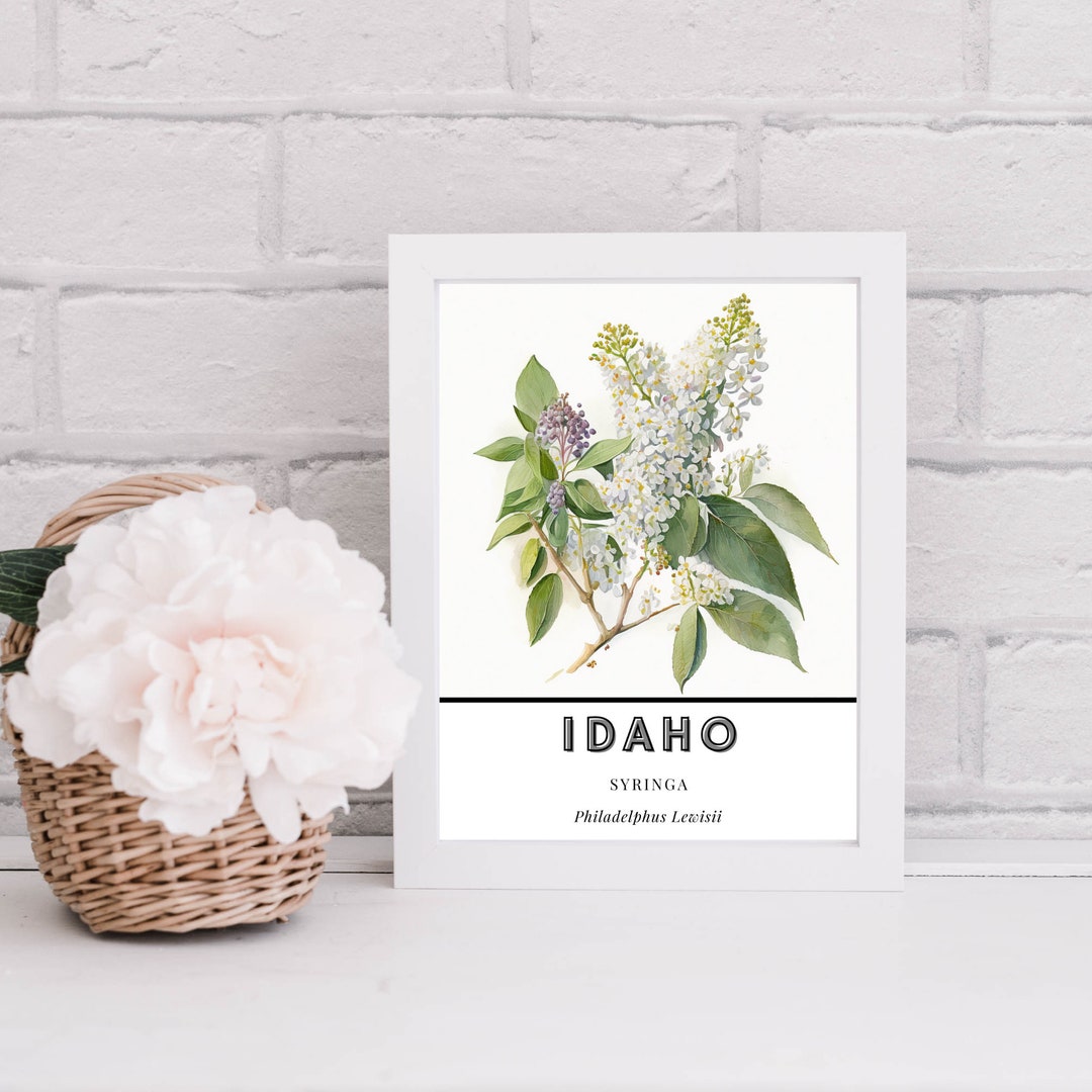 Idaho State Flower Art for Home Decor Syringa Flower Art - Etsy