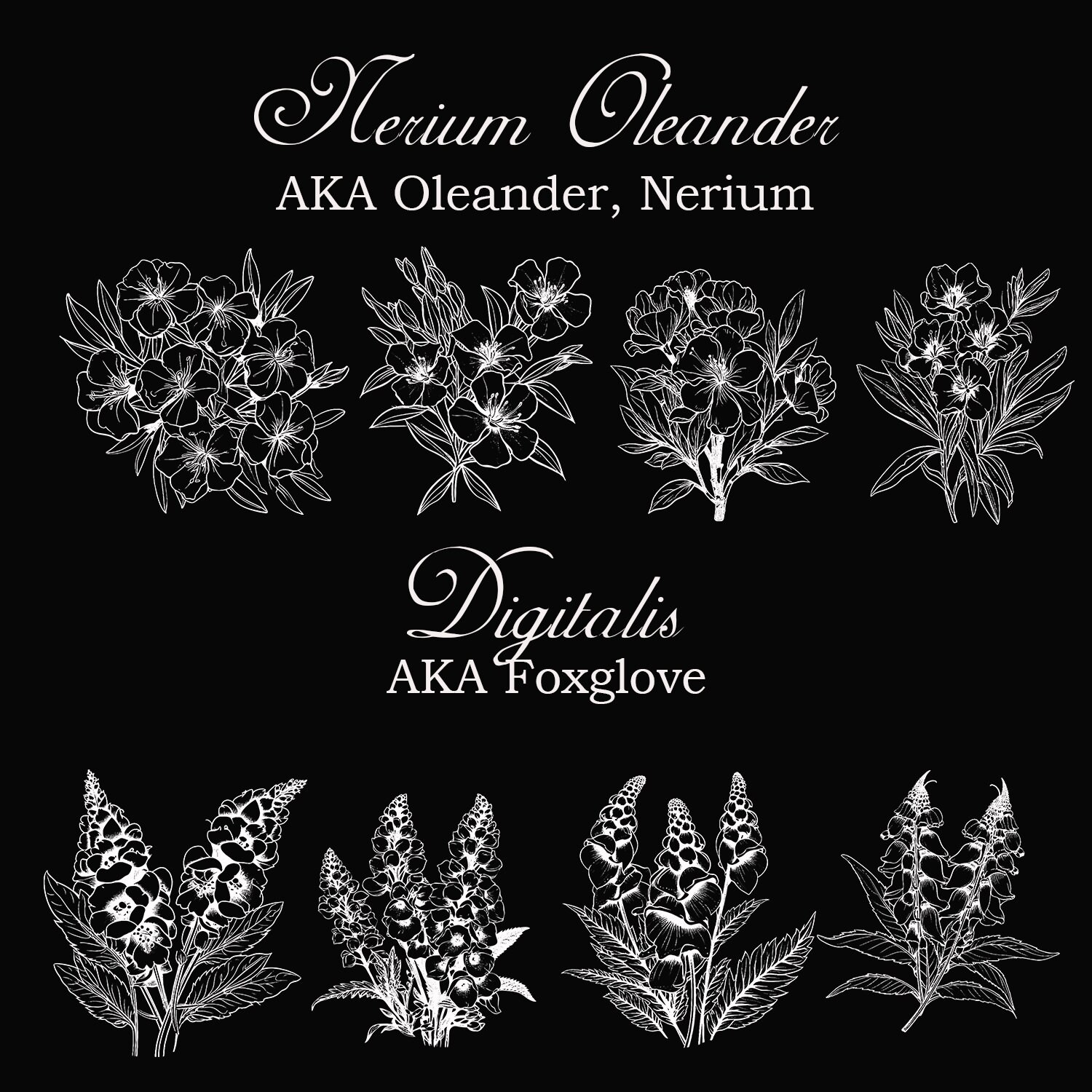 Poisonous Plants Graphics Bundle, PNG and SVG Files, Instant Download ...