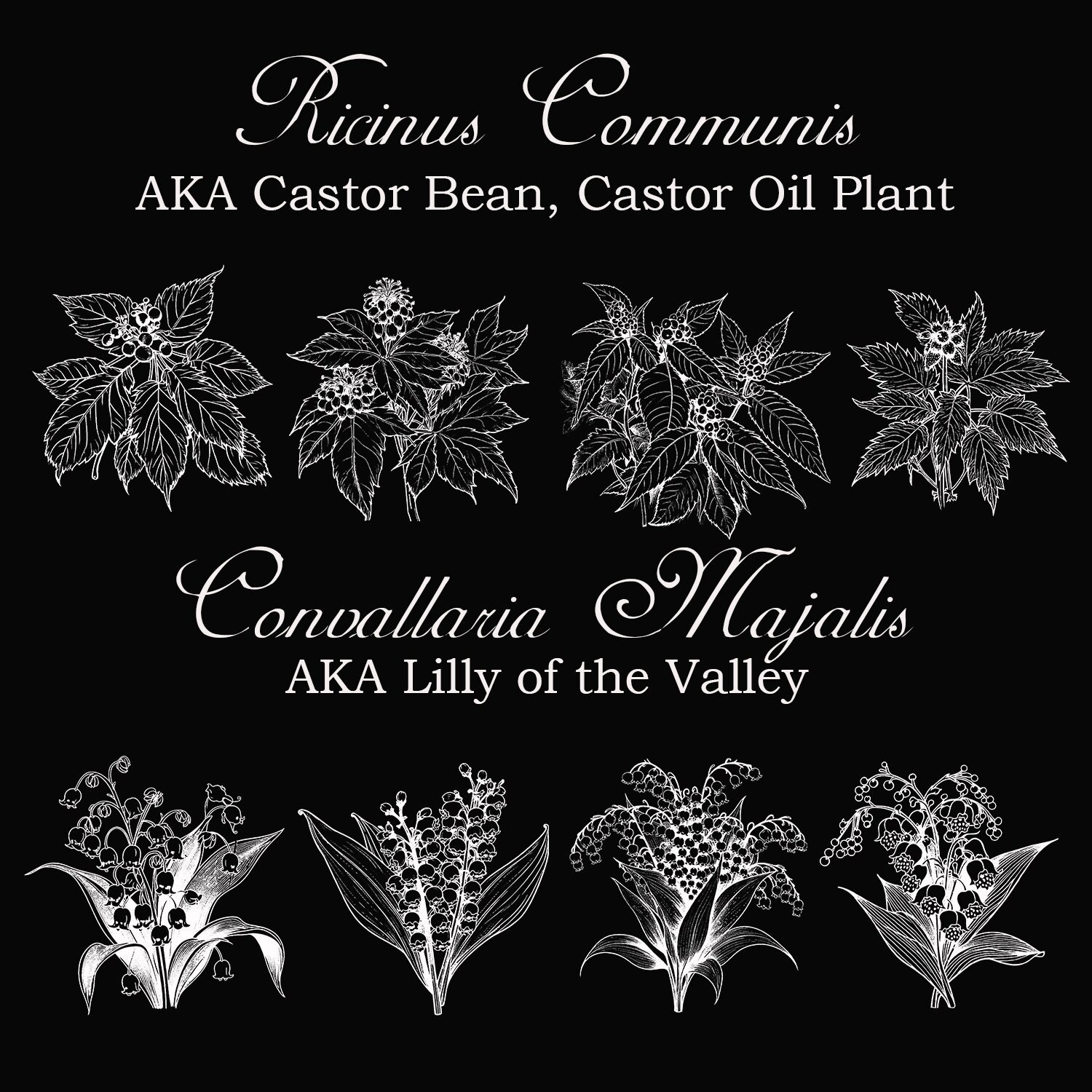 Poisonous Plants Graphics Bundle, PNG and SVG Files, Instant Download ...