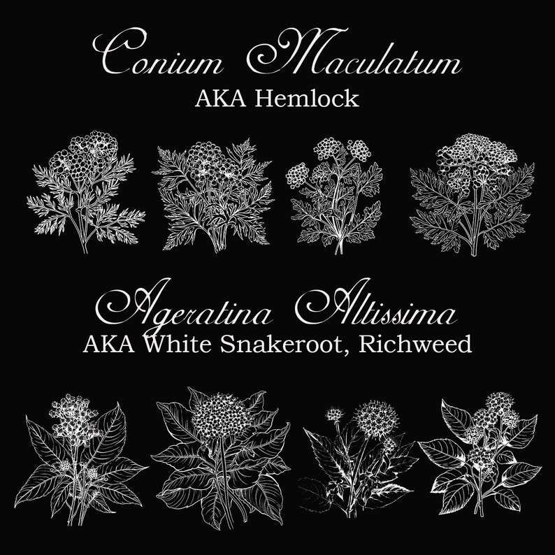 Poisonous Plants Graphics Bundle, PNG and SVG Files, Instant Download ...