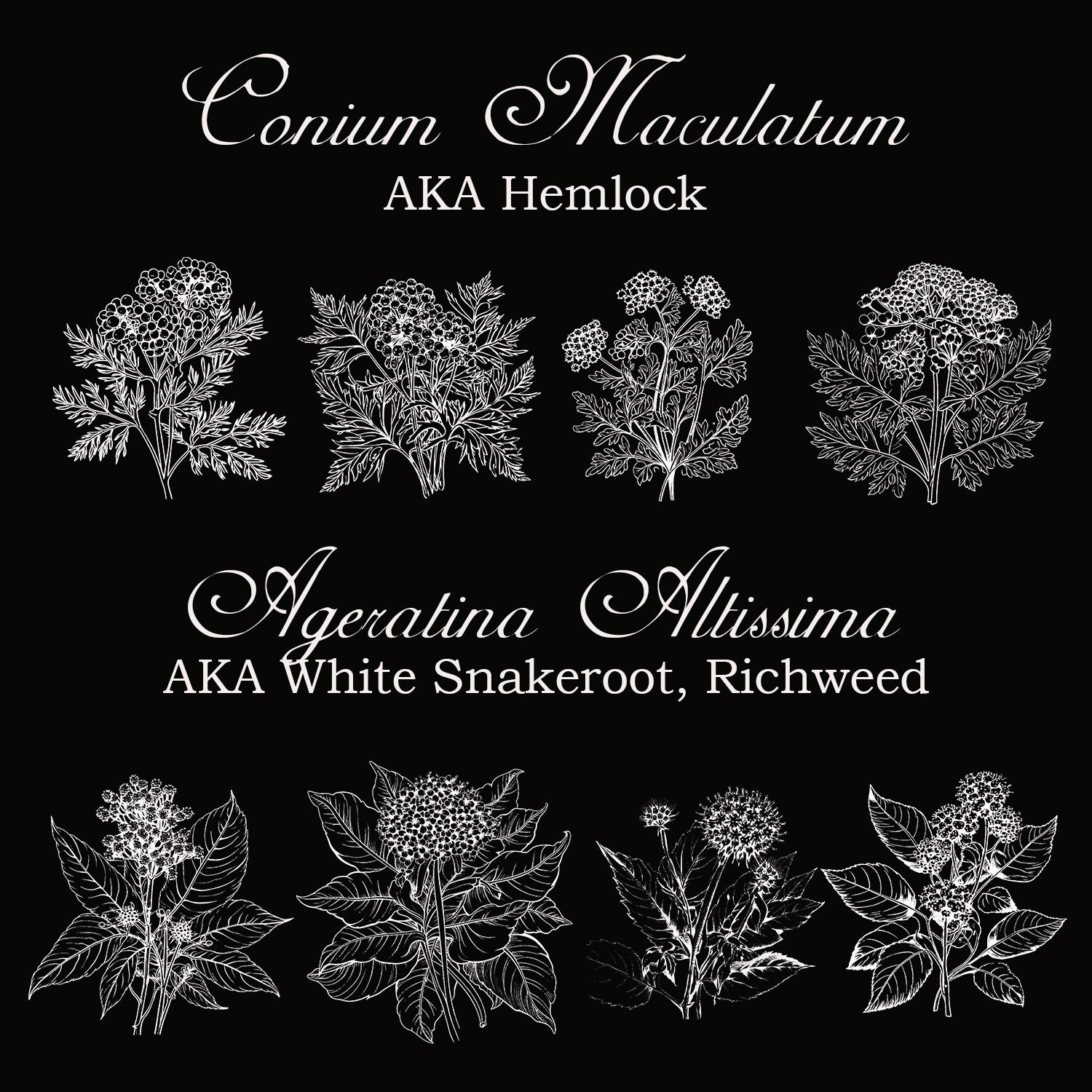 Poisonous Plants Graphics Bundle, PNG and SVG Files, Instant Download ...