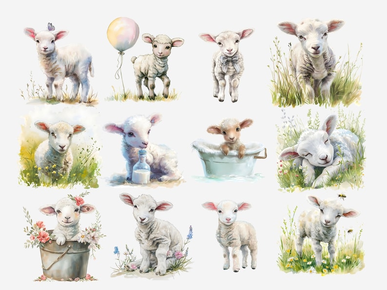 Niedliches Schaf Lamm Clipart-Bundle 53 hochwertige PNG Illustrationen mit transparentem ...
