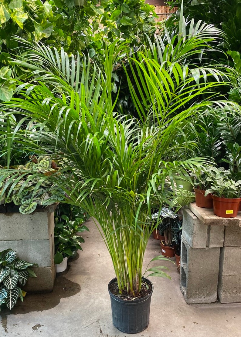 Areca Palm 3 Gallon Grower Pot 5 Feet Overall Height Large - Etsy