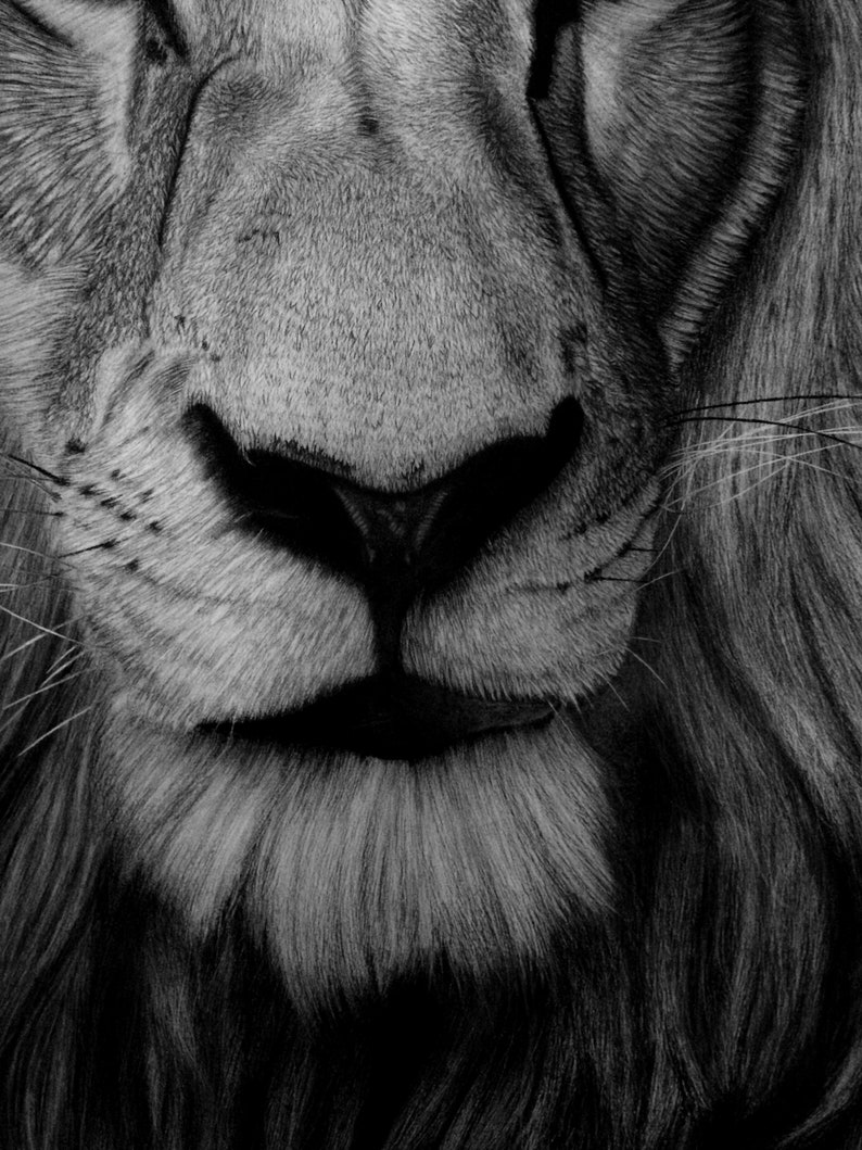 PENCIL DRAWING Graphite Black and White Giclee Print of an Animal: lion ...