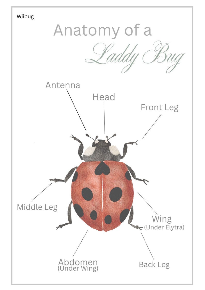 Ladybug Printable Poster Set | Anatomy & Life Cycle | Kids Educational ...