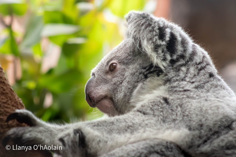 Serene Queensland Koala Portrait - Digital Download Nature Photography ...
