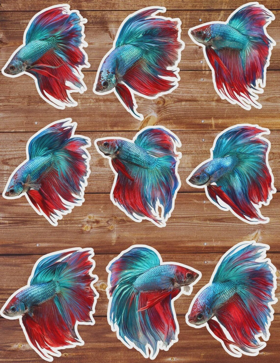 Betta Fish Die Cut Vinyl Sticker Set | Funny Sticker | Laptop Sticker ...