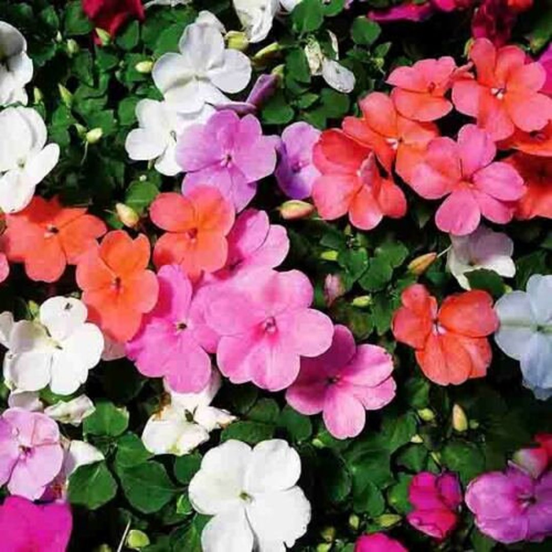 IMPATIENS BIZZIE LIZZIE Flower Seeds - Etsy Australia
