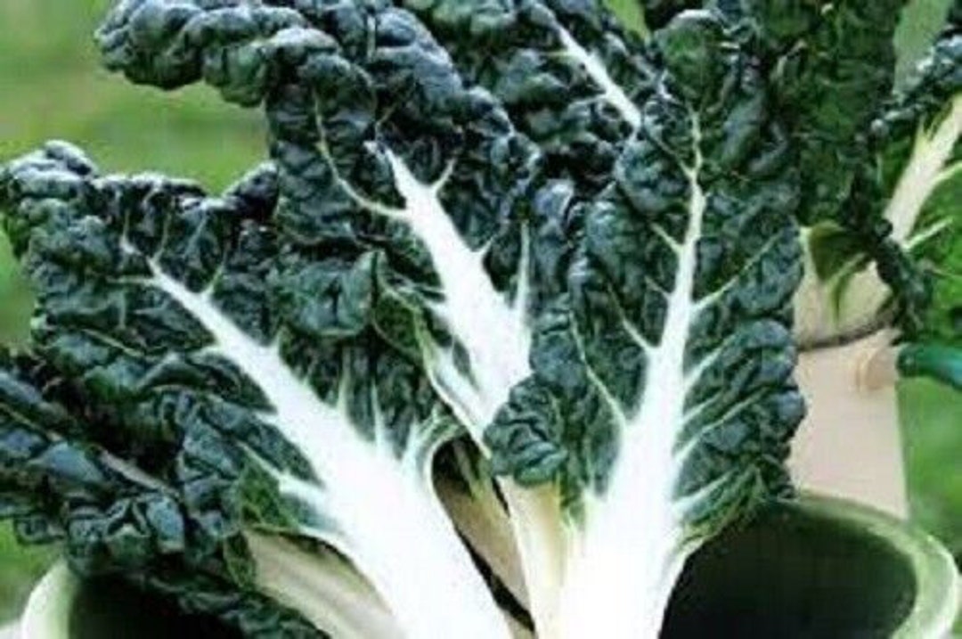 SILVERBEET FORDHOOK GIANT Seeds Heirloom Vegetable Silver Beet Seeds ...