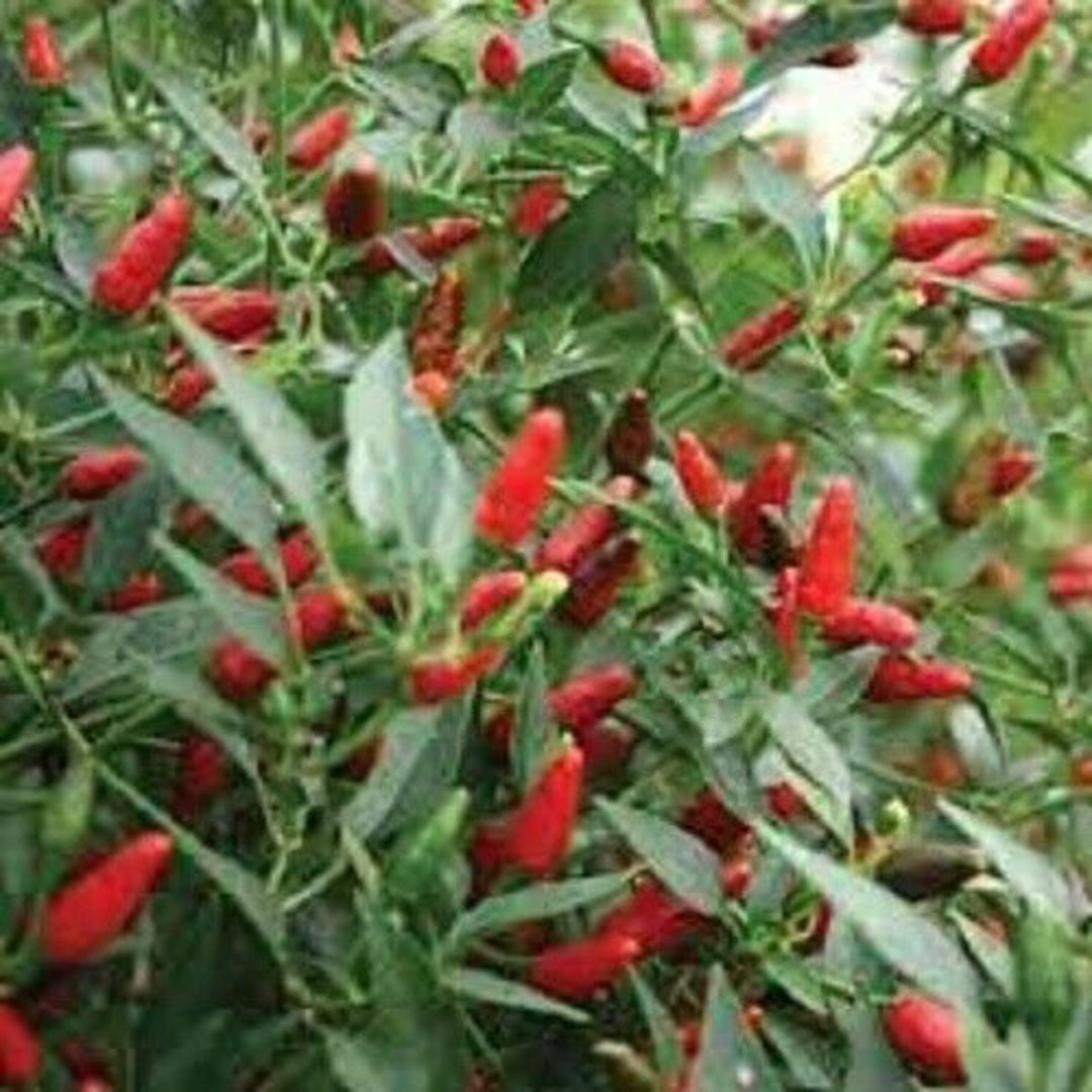 Hot Chilli THAI BIRDS EYE Seeds Capsicum Frutescens Chilli Seeds - Etsy ...
