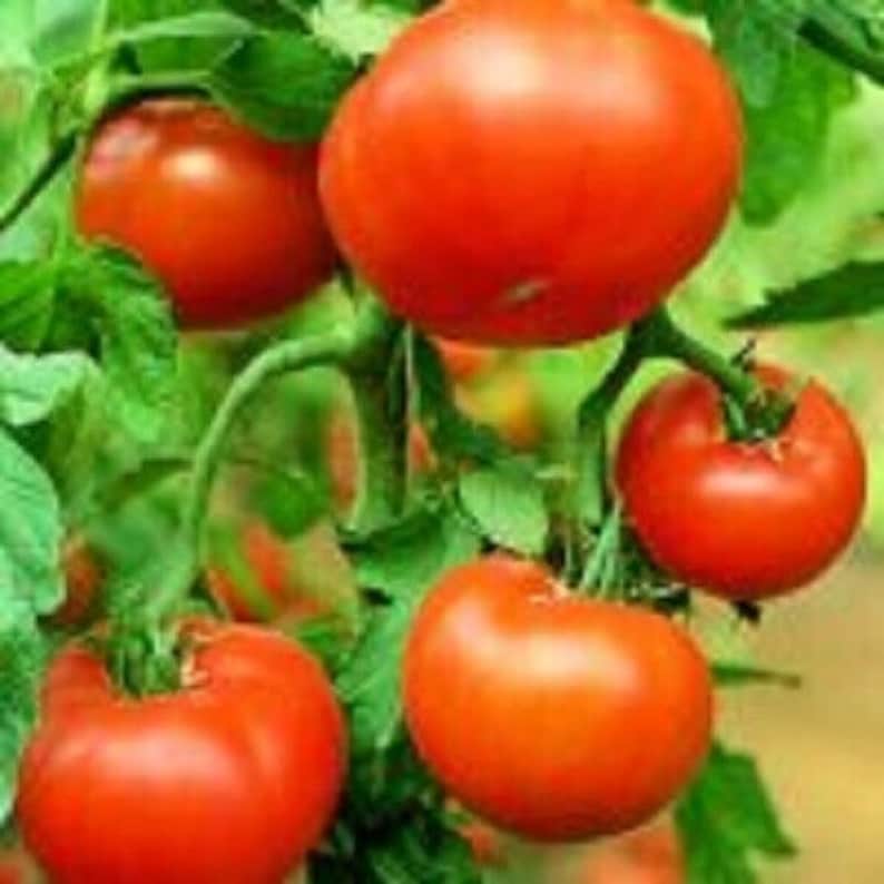 FERLINE F1 TOMATO SEEDS Vegetable Seeds Ferline Tomato Seeds High ...