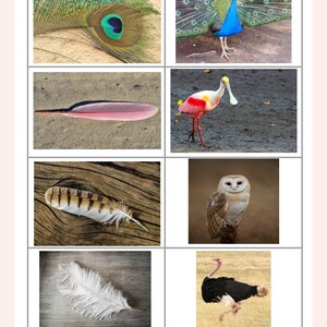 Birds Activity Bundle - Etsy
