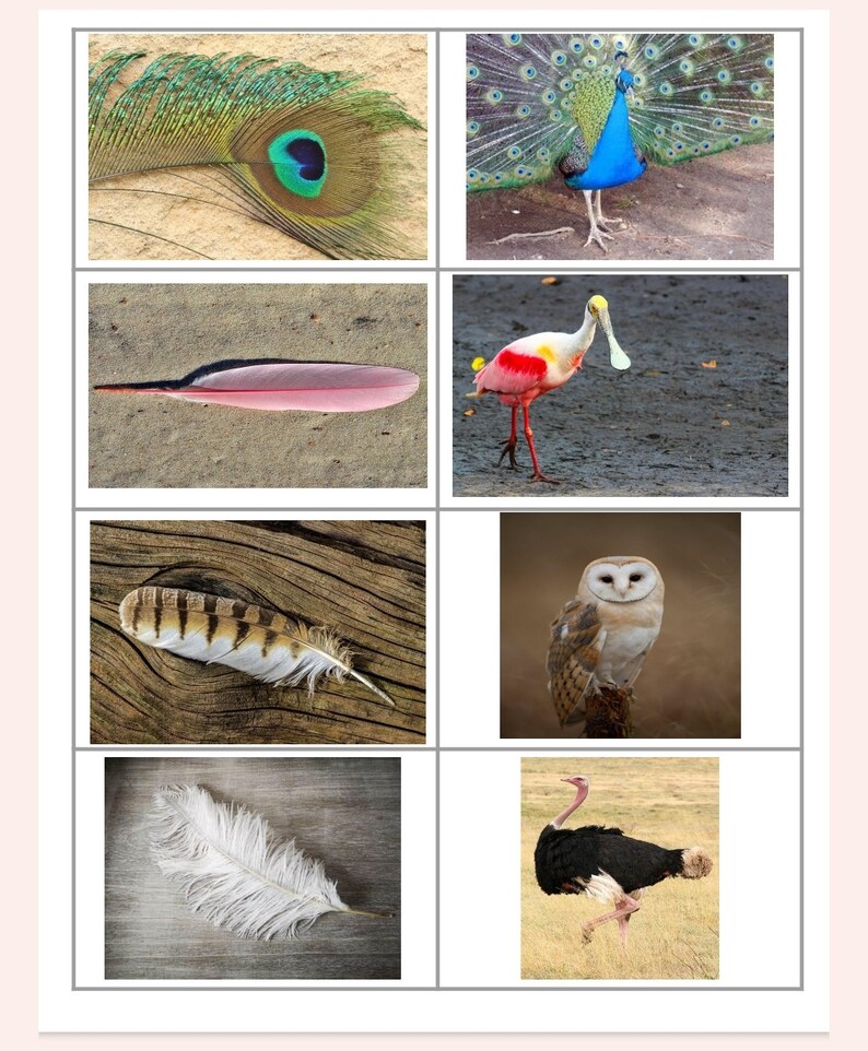 Birds Activity Bundle - Etsy