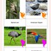 Birds Activity Bundle - Etsy