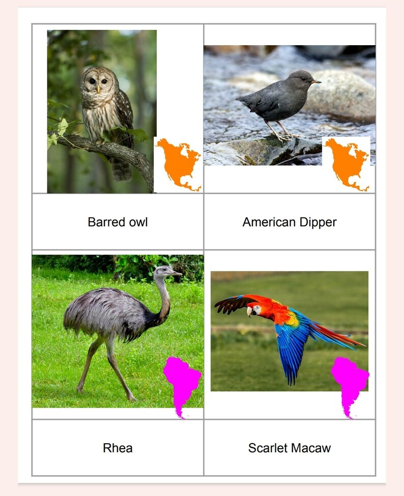 Birds Activity Bundle - Etsy