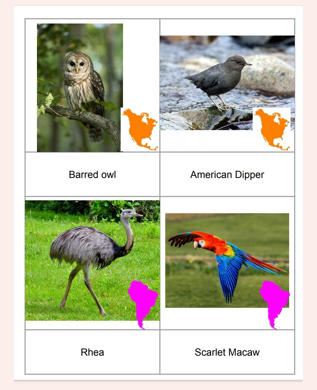 Birds Activity Bundle - Etsy