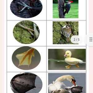 Birds Activity Bundle - Etsy