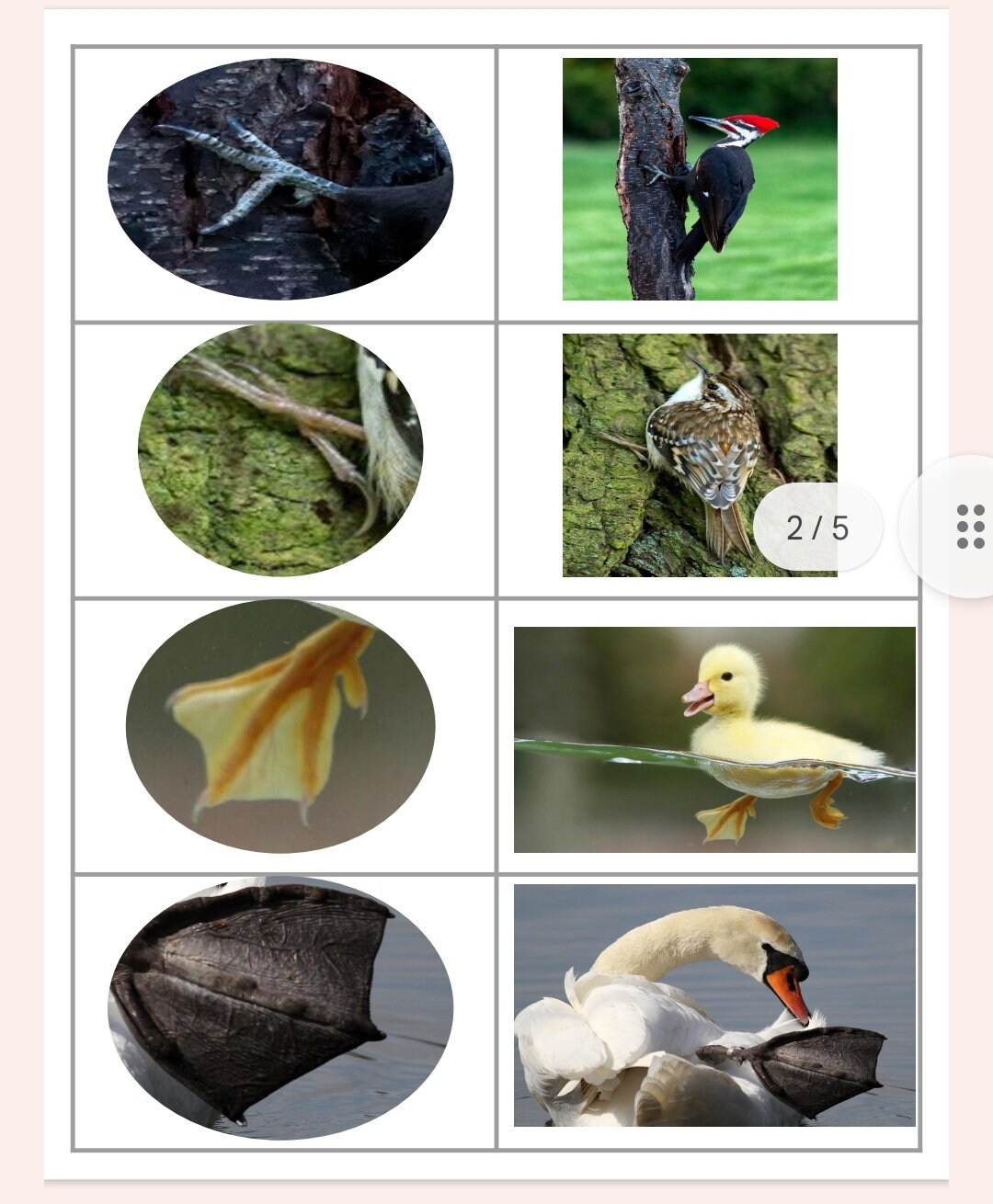 Birds Activity Bundle - Etsy