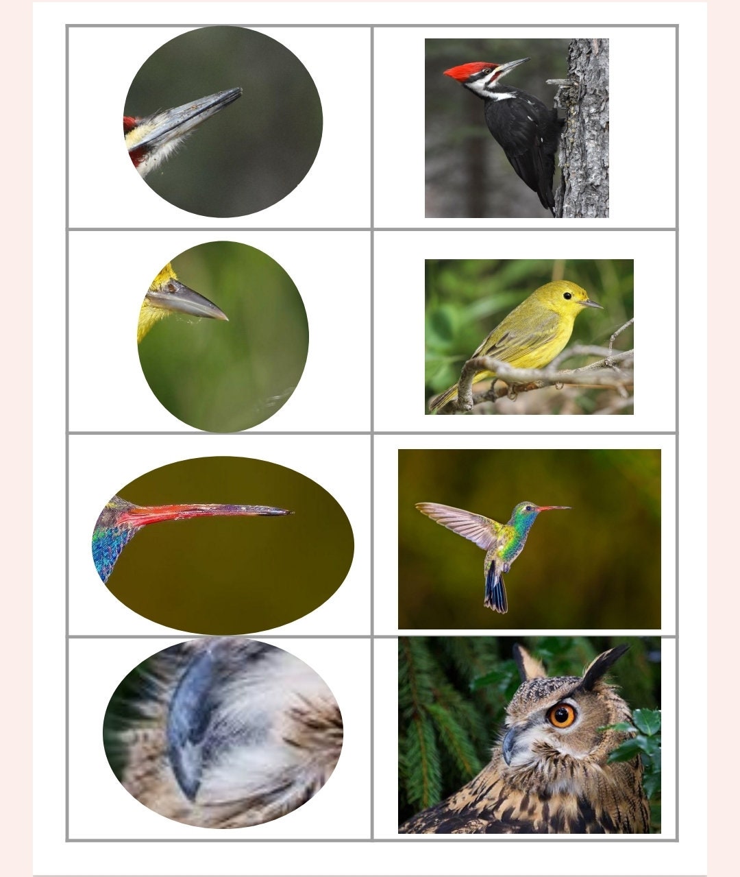 Birds Activity Bundle - Etsy