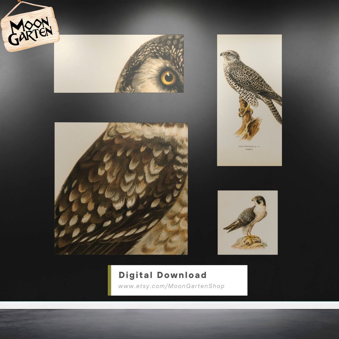 Birds of Prey - Von Wright Brothers - High Definition Ready for Print ...