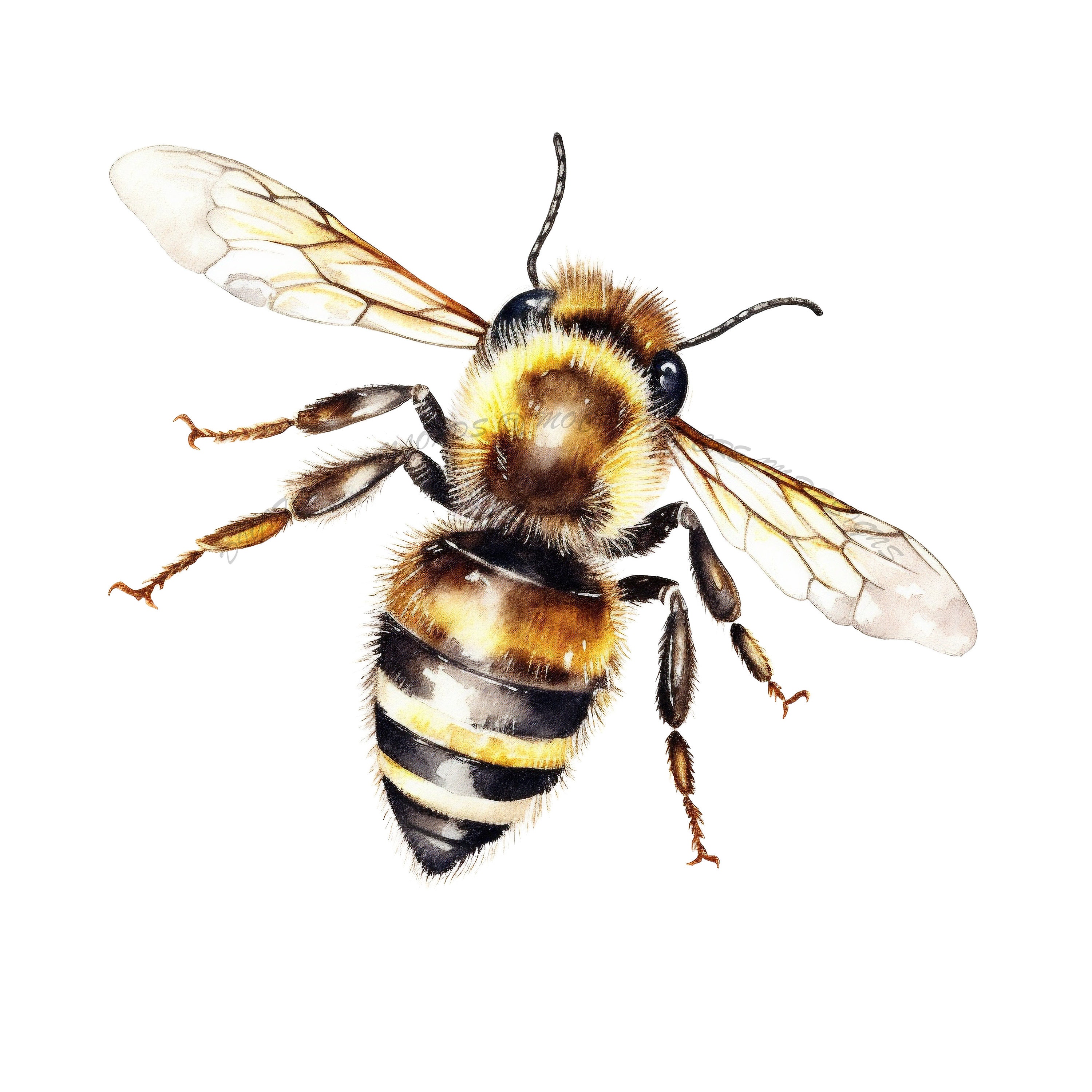 Watercolor Bumble Bee Clipart, Spring Garden Bee Clip Art PNG Graphics ...