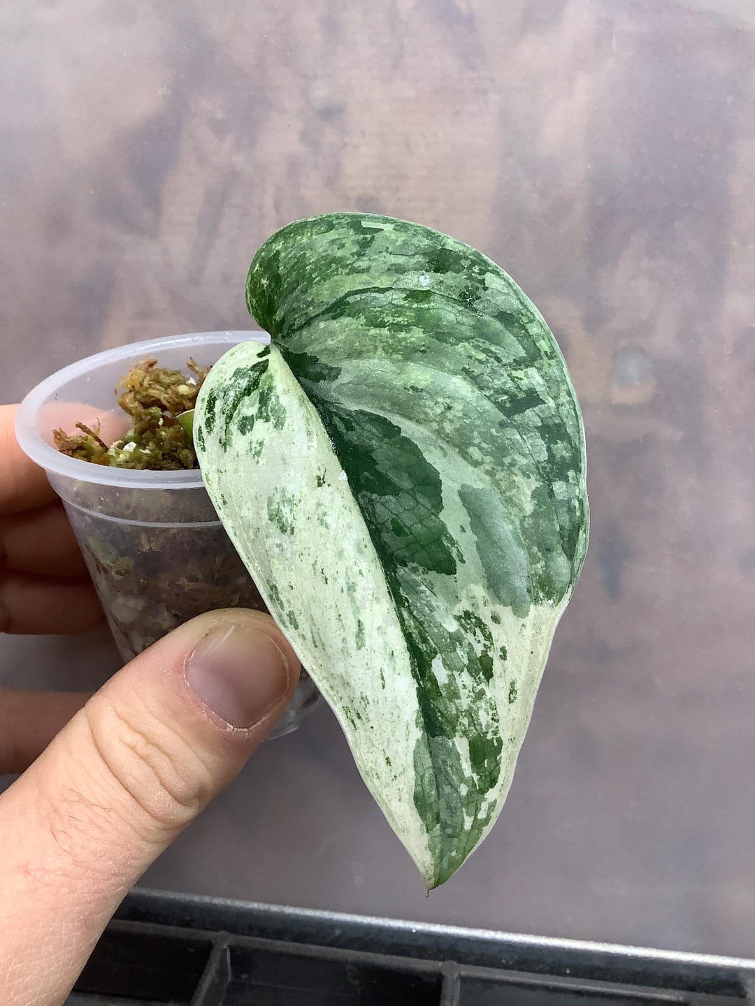 Scindapsus Dark Cloud Variegated Exact Plant - Etsy