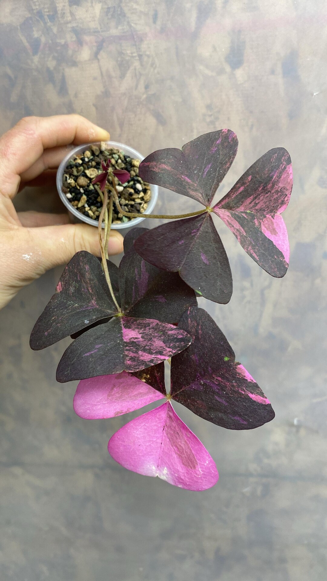 Oxalis Triangularis Pink Variegated Exact Plant - Etsy