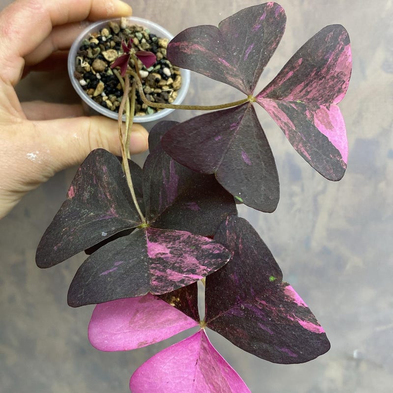 Oxalis Triangularis - Etsy